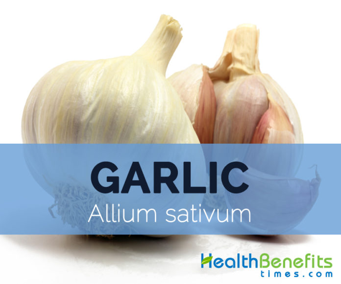 Garlic - Allium sativum - Health Benefits