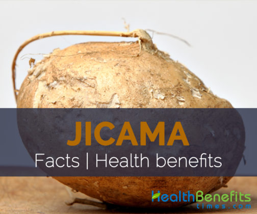 Jicama Facts and Health benefits - Health Benefits