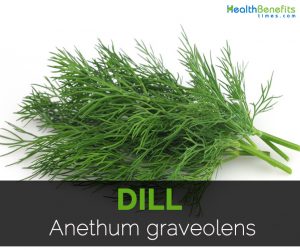 Health benefits of Dill - Health Benefits