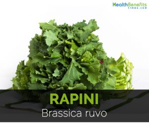 Health benefits of Rapini - Health Benefits