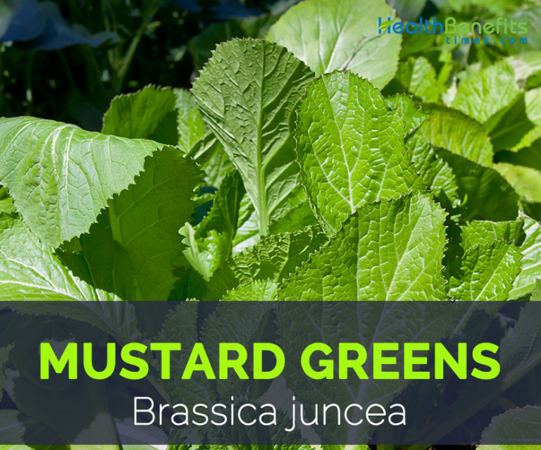 Mustard greens - Brassica juncea - Health Benefits