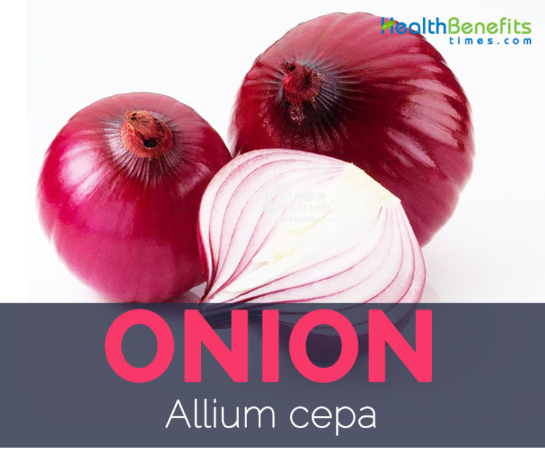 Onion - Allium cepa - Health Benefits