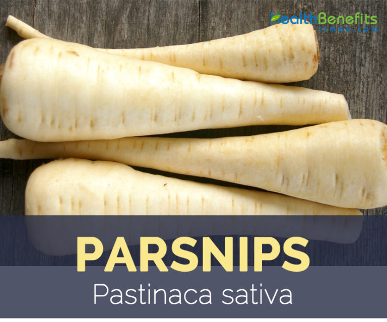 Parsnips facts and health benefits - Health Benefits