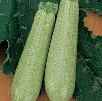 Zucchini-Cucurbita pepo - Health Benefits