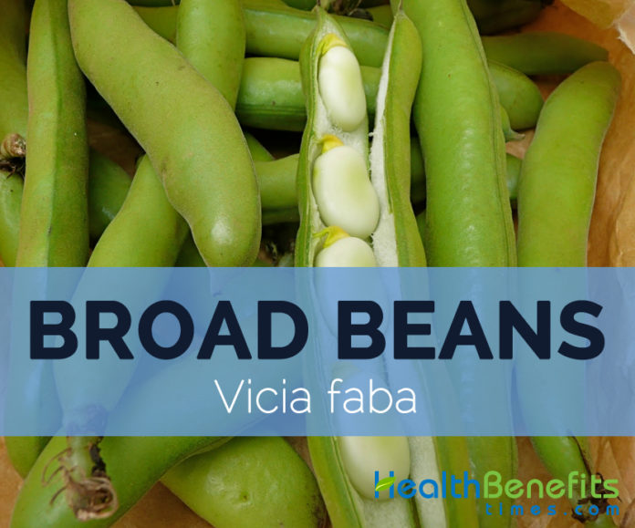Broad beans - Vicia faba - Health Benefits