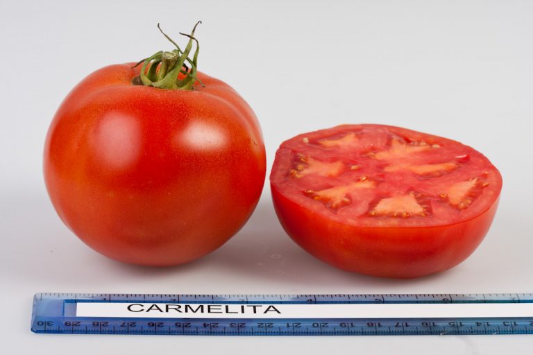 Carmelita Tomato | Health Benefits