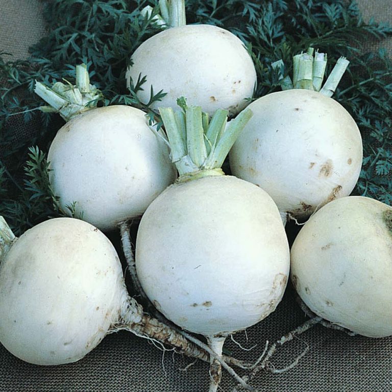Turnip facts and health benefits - Health Benefits