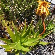 Health benefits of Aloe-Vera - Health Benefits