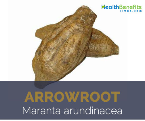 Arrowroot facts and health benefits - Health Benefits