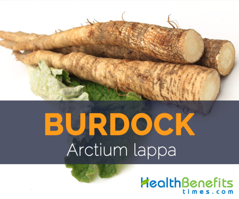 Burdock - Arctium lappa - Health Benefits