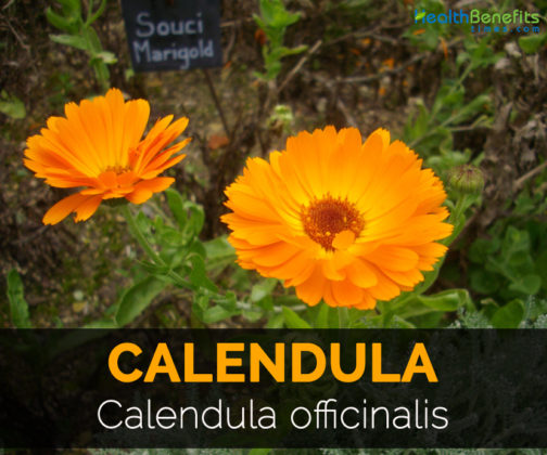 Calendula-Calendula officinalis - Health Benefits