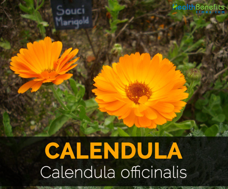 Calendula-Calendula officinalis - Health Benefits