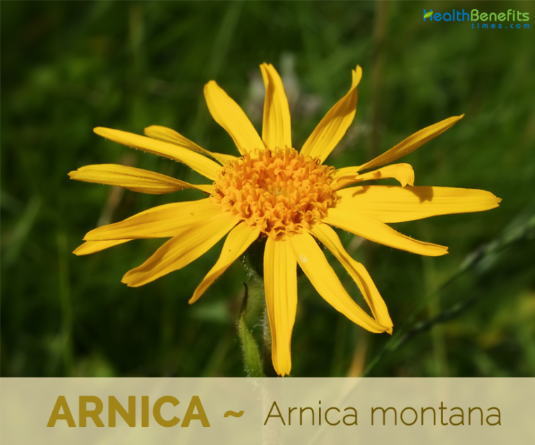 Health Benefits of Arnica - Health Benefits
