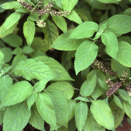 Basil facts and health benefits - Health Benefits