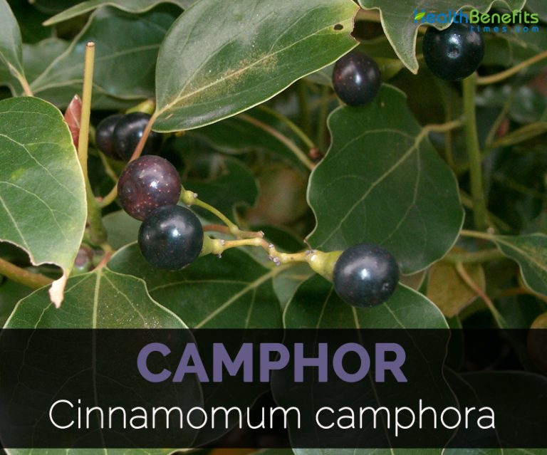 Health Benefits of Camphor - Health Benefits