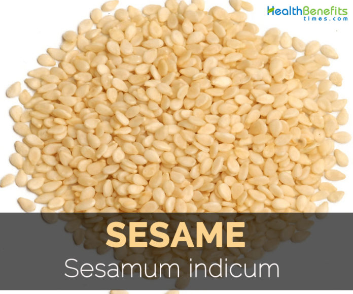 Sesame-Sesamum indicum - Health Benefits