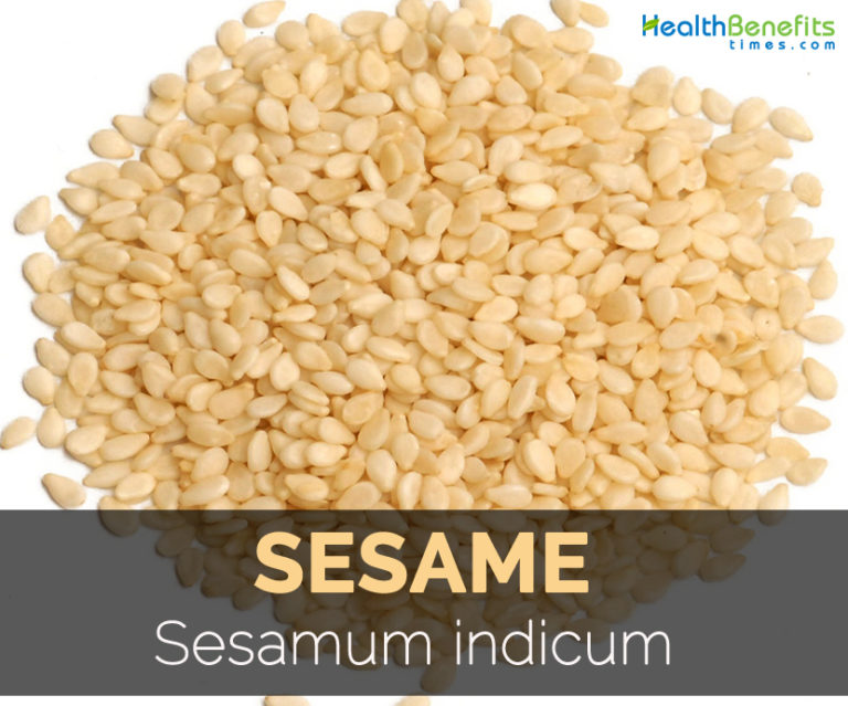 Sesame-Sesamum indicum - Health Benefits