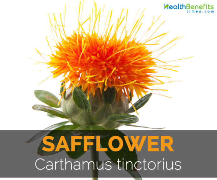 Safflower-Carthamus tinctorius - Health Benefits