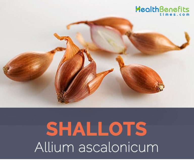Shallot facts and health benefits - Health Benefits