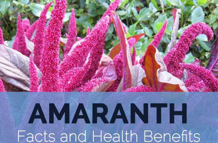 Sorghum Facts, Health Benefits and Nutritional Value