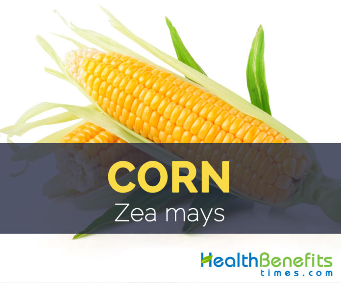 Corn - Zea mays - Health Benefits