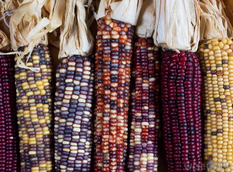 Flint Corn | Health Benefits