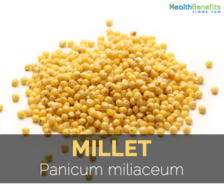 Millet-Panicum miliaceum - Health Benefits