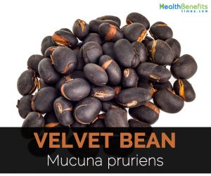 Health benefits of Velvet Bean - Health Benefits