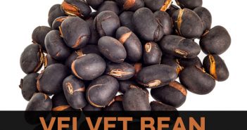 Rowan berry Facts, Health Benefits and Nutritional Value