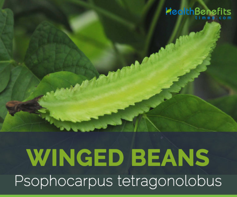 Winged bean facts and health benefits - Health Benefits