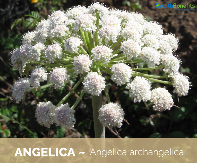 Health benefits of Angelica Herb - Health Benefits