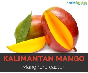 Facts about Kalimantan Mango - Health Benefits
