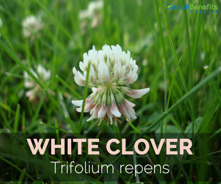 White clover - Trifolium repens - Health Benefits