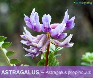 16 Health benefits of Astragalus - Health Benefits