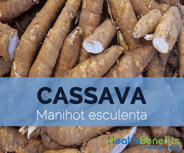 Cassava facts and health benefits - Health Benefits