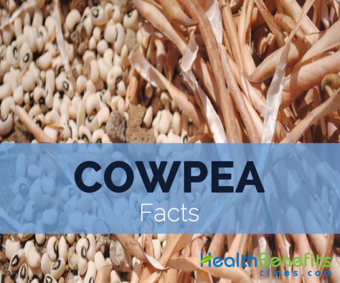 Cowpea facts - Health Benefits