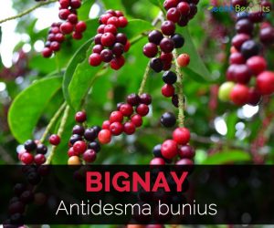 Facts and benefits of Bignay - Health Benefits