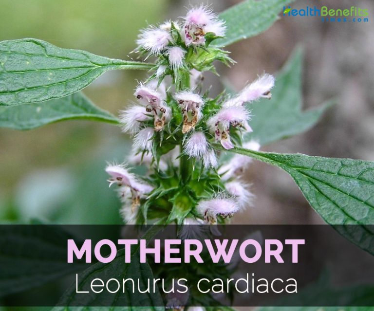 Health benefits of Motherwort - Health Benefits