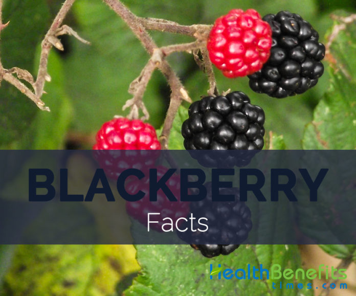 Blackberry Facts - Health Benefits