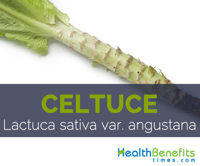 Celtuce - Lactuca sativa var. angustana - Health Benefits