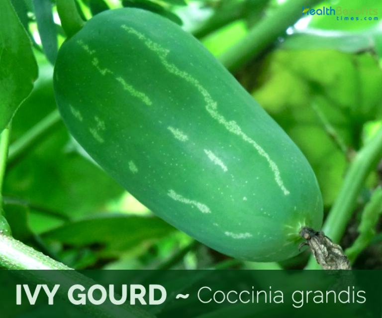 Ivy Gourd Facts and Health benefits - Health Benefits