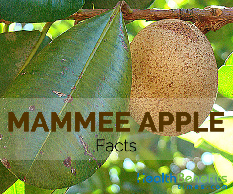 Mammee Apple Facts - Health Benefits