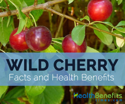 Wild cherry facts and health benefits - Health Benefits