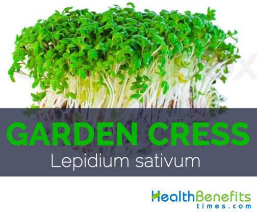 Garden Cress - Lepidium sativum - Health Benefits