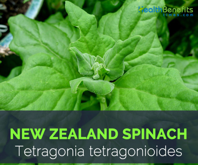 New Zealand spinach - Tetragonia tetragonioides - Health Benefits