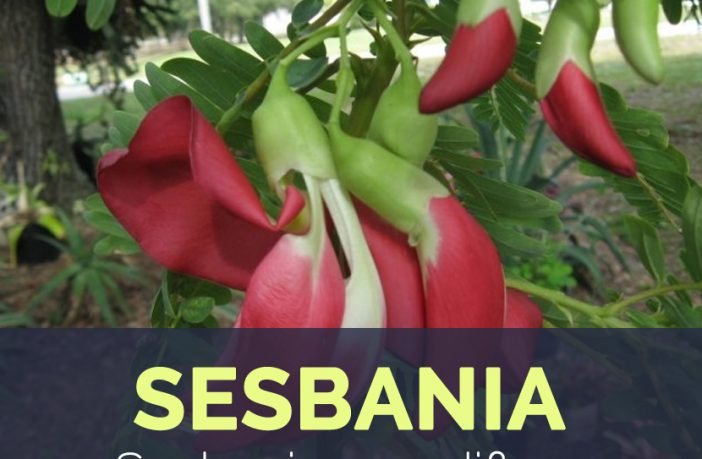 Katuray: 10 Health Benefits Of Sesbania Grandiflora And, 49% OFF
