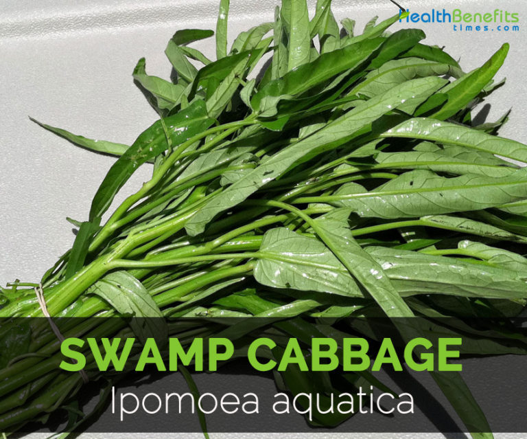 Swamp cabbage - Ipomoea aquatica - Health Benefits