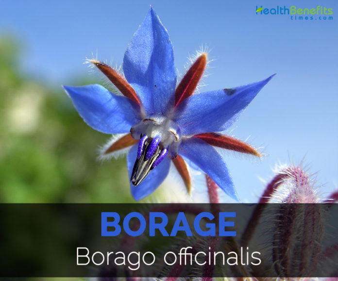 Borage-Borago officinalis - Health Benefits