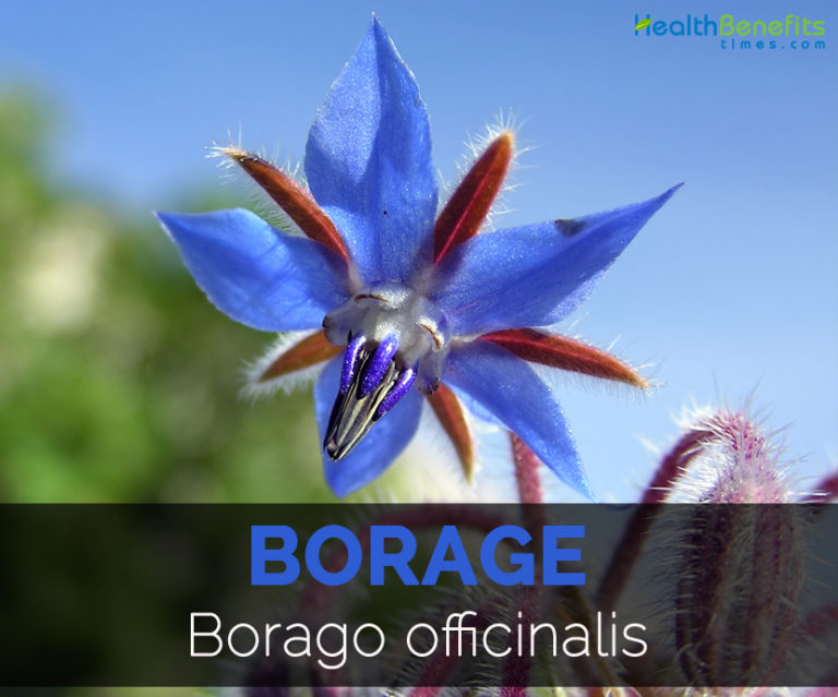 Borage-Borago officinalis - Health Benefits