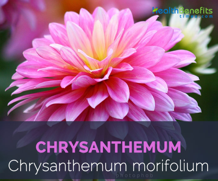 Chrysanthemum facts and health benefits - Health Benefits